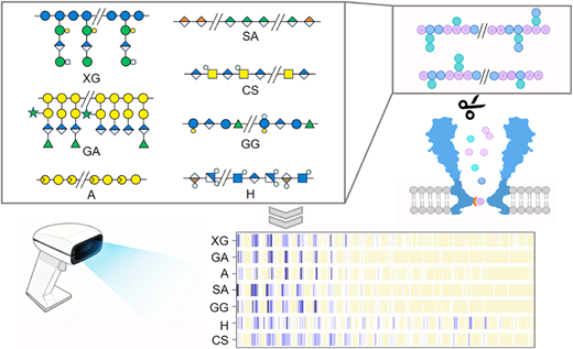 Nanopore Signatures of High-Molecular-Weight Polysaccharides with ...