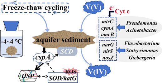 Freeze–Thaw Cycling Accelerates Microbial Reduction and Immobilization ...