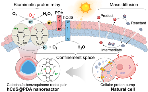Biomimetic Redox-Mediated Proton Relay in Nanoreactors for ...